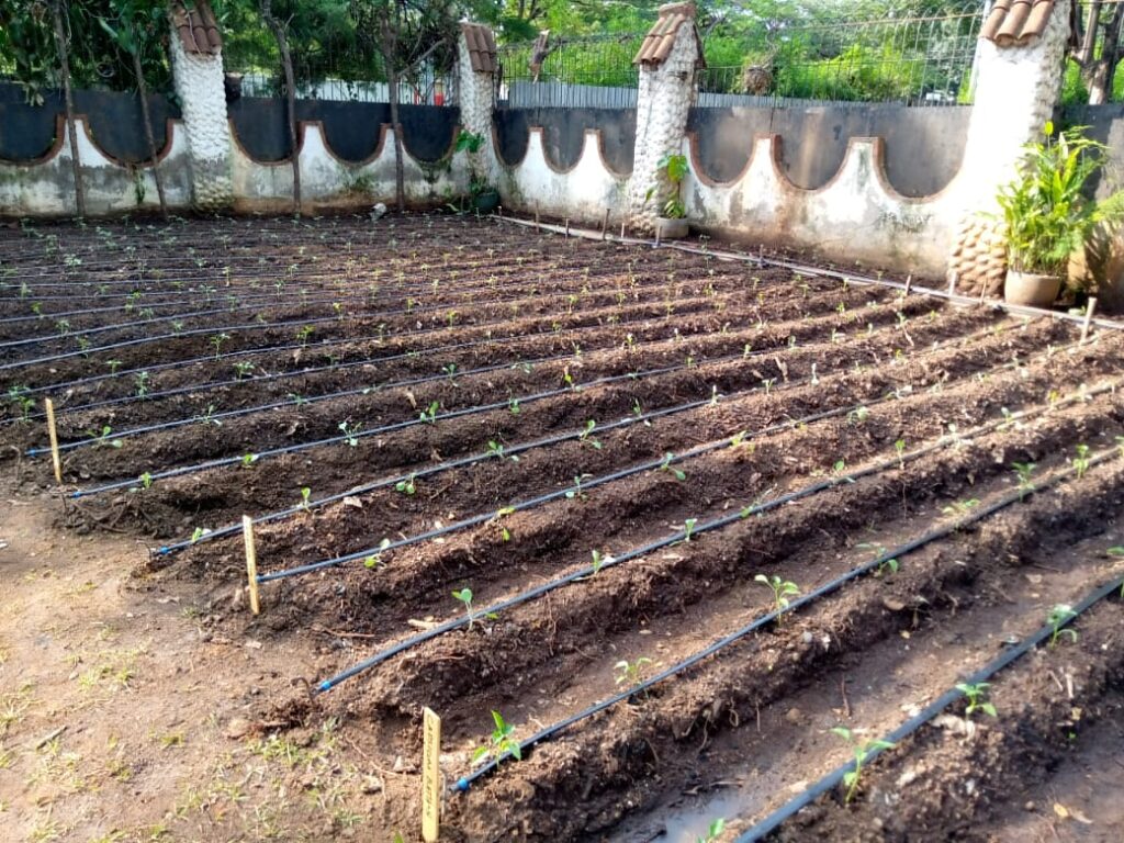 Drip Irrigation System | Drip Kit in Kenya by Aqua Hub