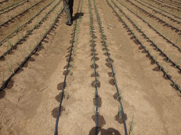 Drip Irrigation system in Kenya : 1 Acre drip Kit Call:0790719020
