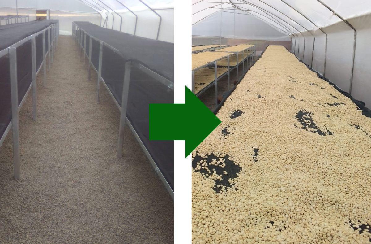 Solar Dryers for Coffee in Kenya |0790719020| Aqua Hub Kenya