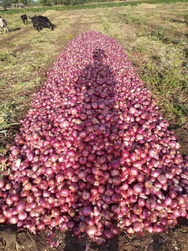 Grow Onions Using Drip Irrigation in Kenya | 0790719020