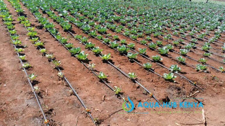 Small-Scale Drip Irrigation Kits in Kenya