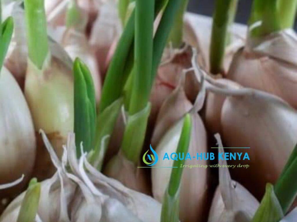 Garlic Farming in Kenya | Aqua Hub LTD | 0790719020