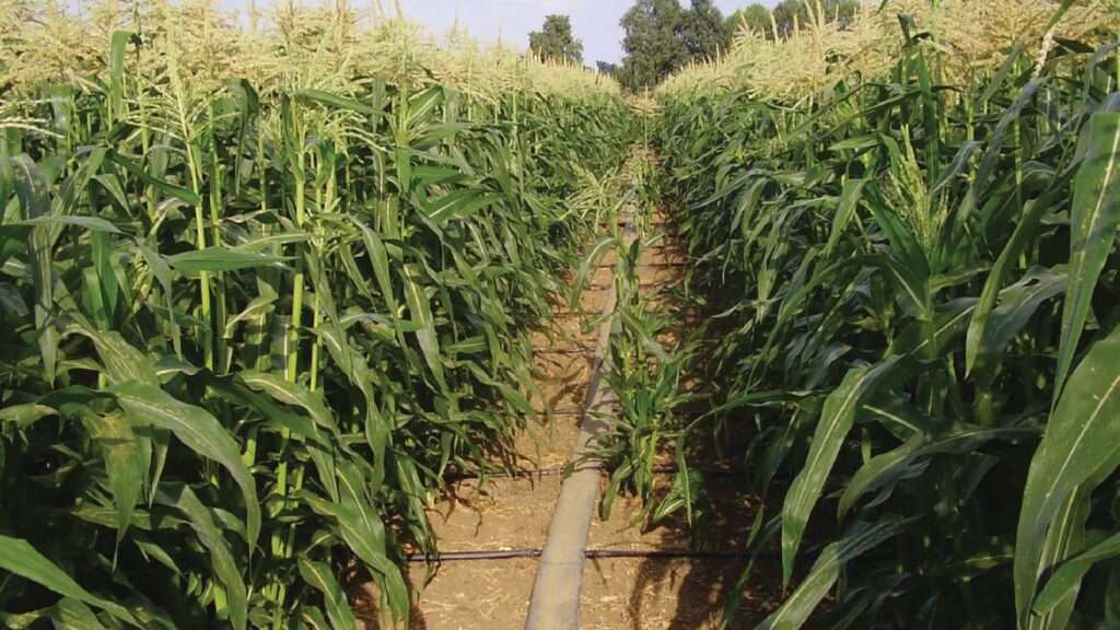Drip Irrigation For Maize Farming In Kenya 0790719020