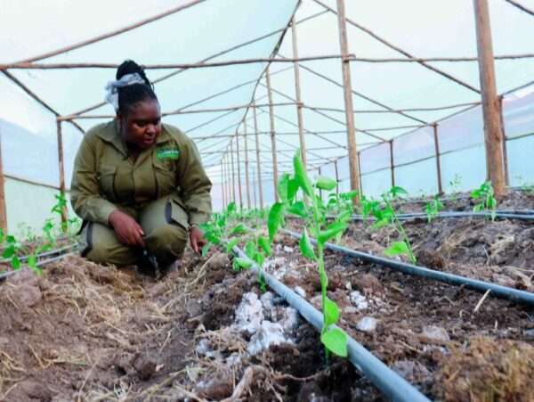 Capsicum Greenhouse Farming in Kenya | 0790719020 | Aqua Hub
