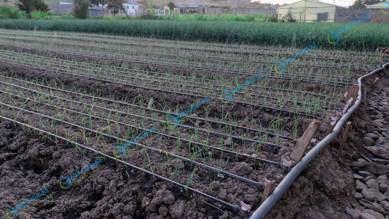 Drip Irrigation in Kenya | Call +254790719020