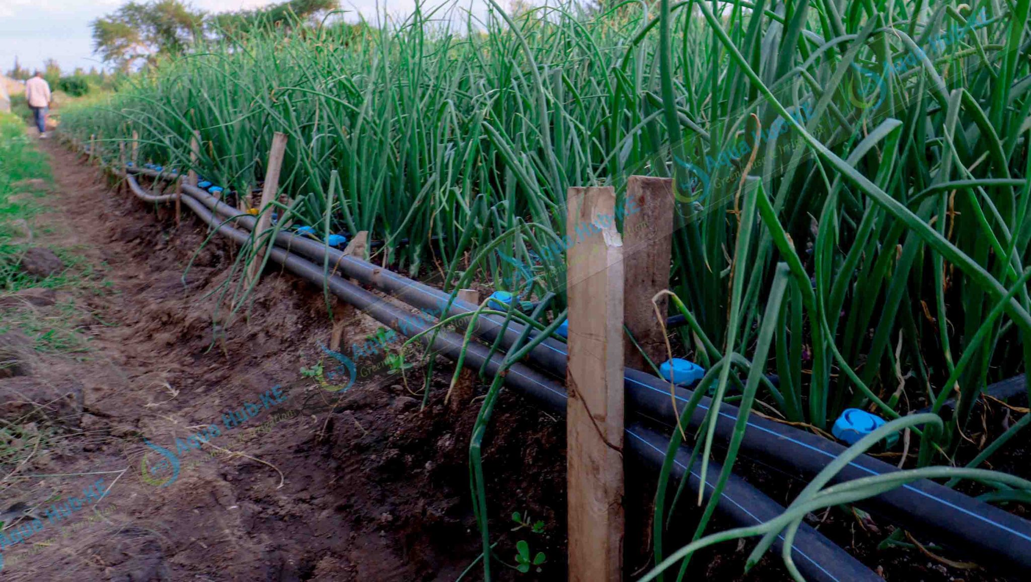 The best drip irrigation Kits in Kenya | Call 0790719020