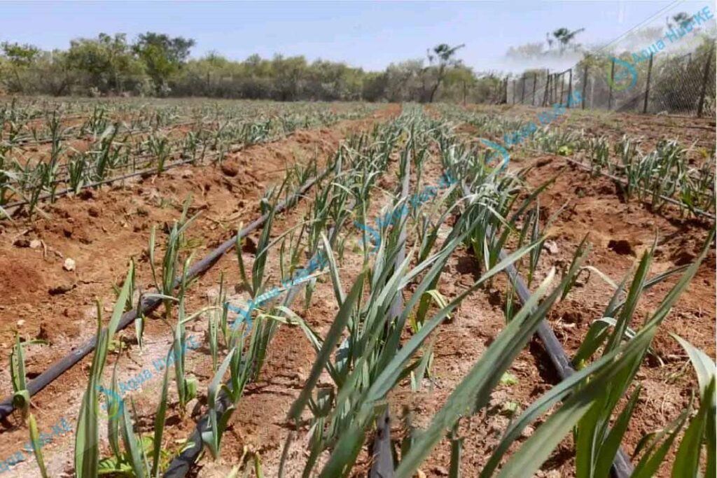 Drip Irrigation for Garlic Farming in Kenya | +254790719020